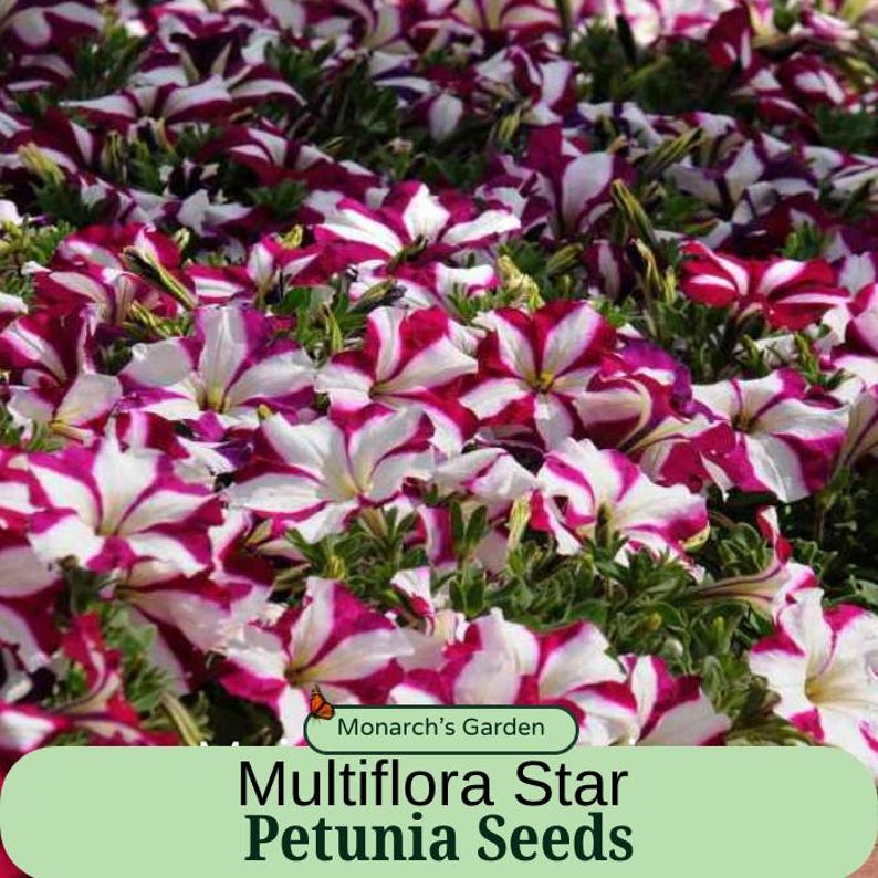Petunia Multiflora Seeds - Star - Etsy