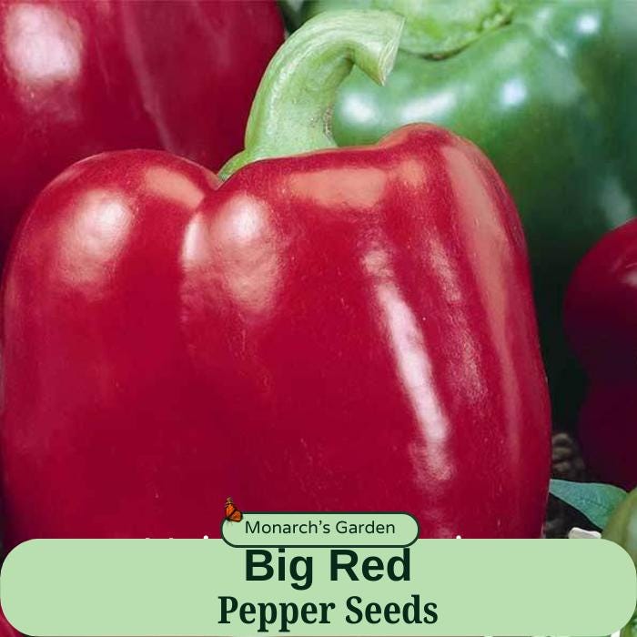 Pepper Seeds - Sweet - Big Red- Bell Pepper,30 SEEDS Vegetable Seeds ...