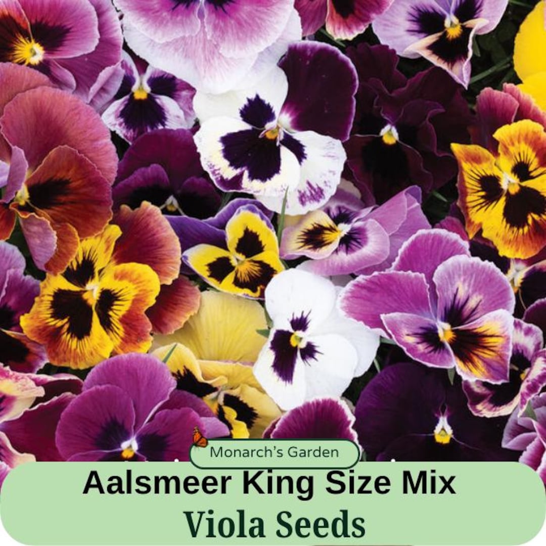 King Size Mix Viola Seed Flower Seeds - Etsy