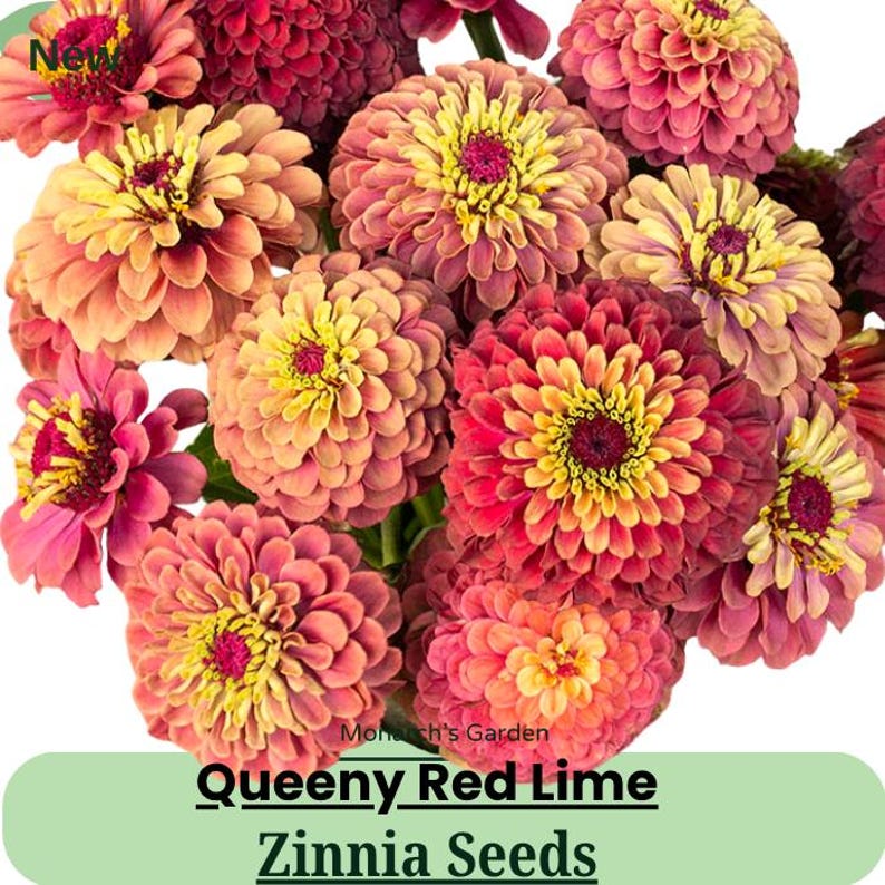 Queen Lime Red Zinnia Seed 20 Seeds Package. - Etsy