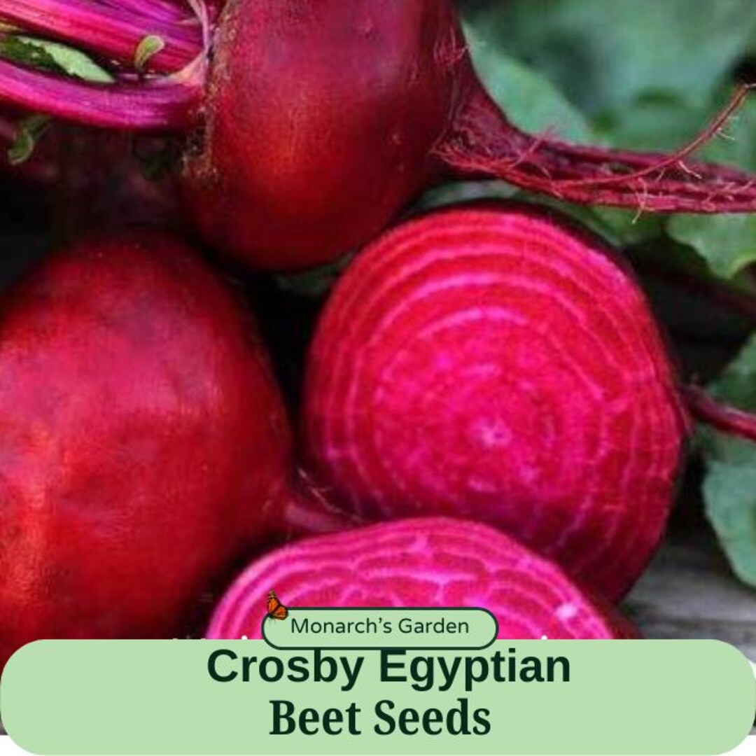 Beet Seeds Crosby Egyptian | Heirloom - Etsy