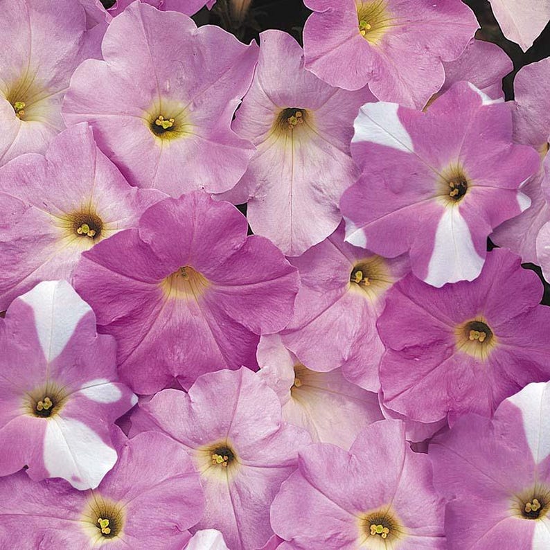 Petunia Wave Misty Lilac PELLETED UNTREATED Light Lavender to White ...