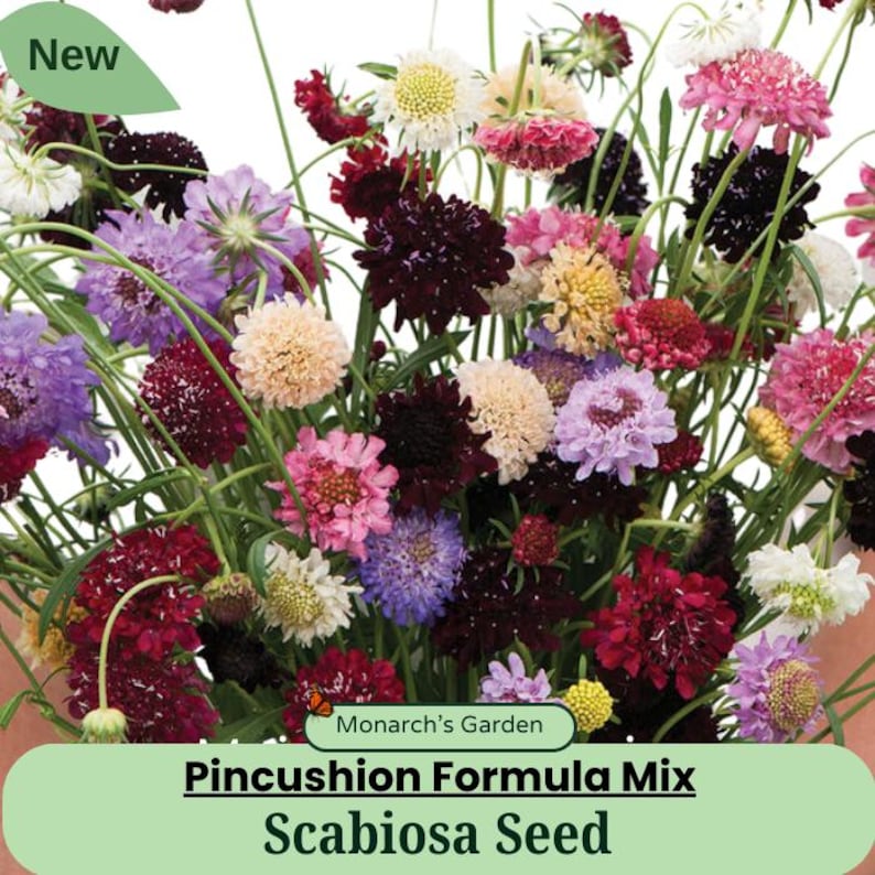 Pincushion Formula Mix Scabiosa Seed - Etsy