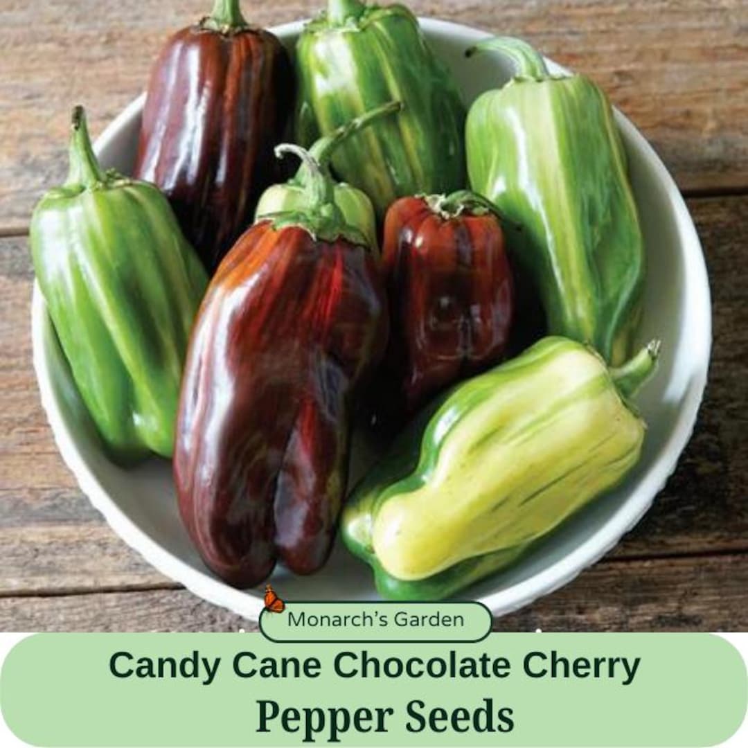 CANDY CANE Chocolate Cherry Pepper Seeds - Etsy