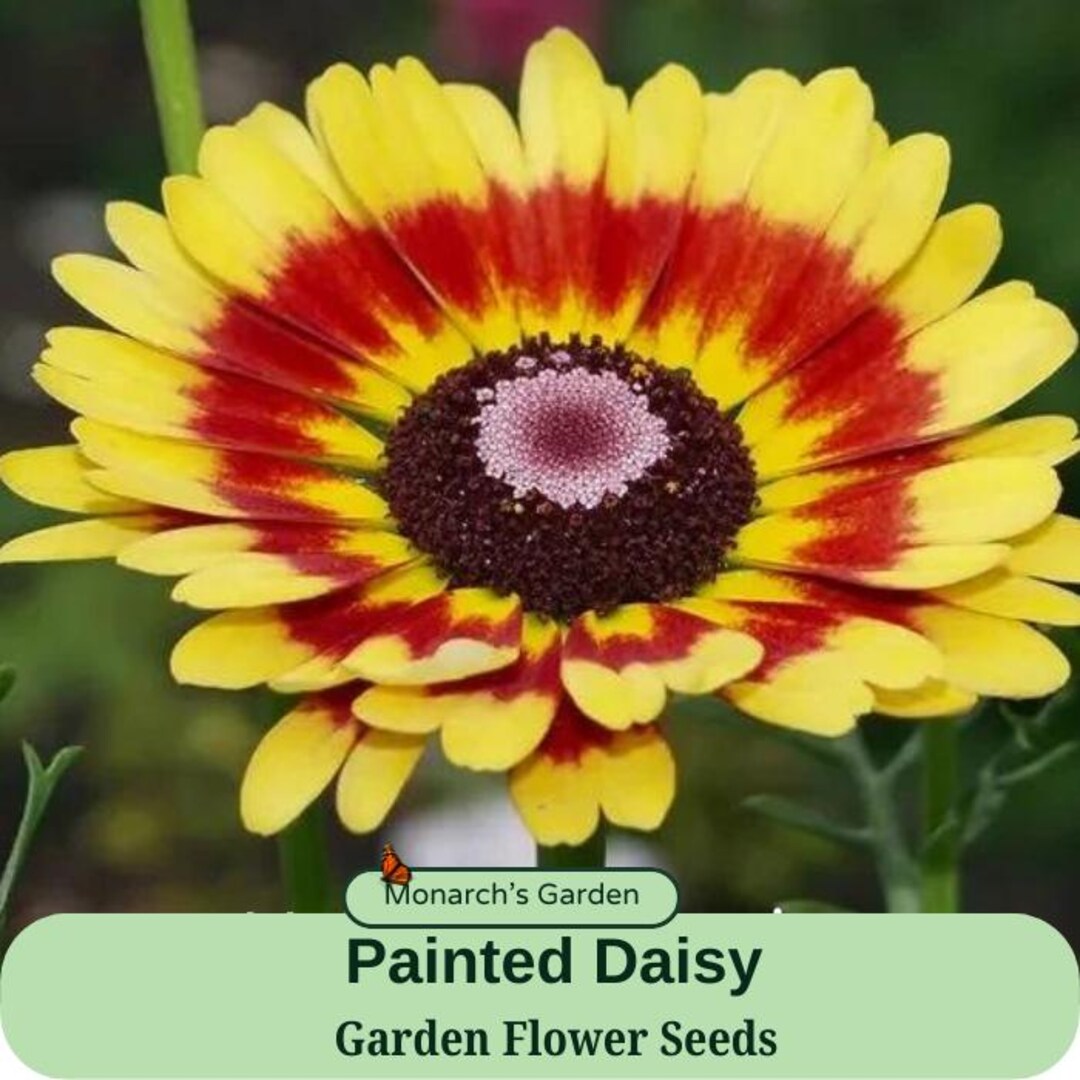 Painted Daisy Seeds - Flower Seeds - Etsy