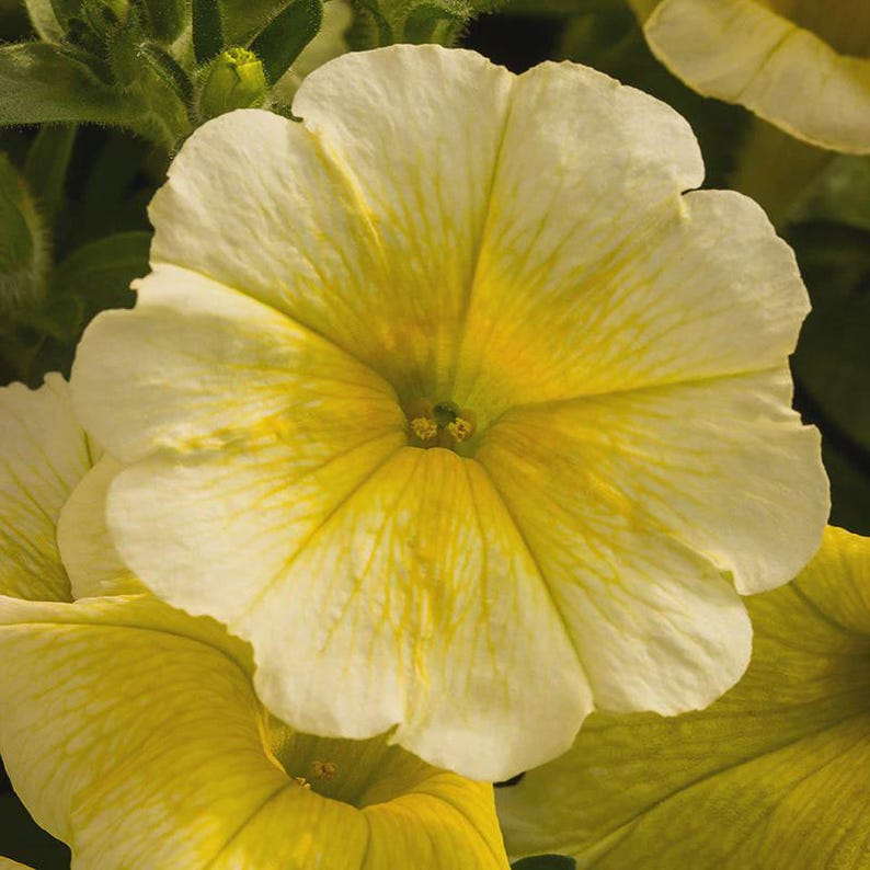 Petunia Easy Wave Yellow PELLETED UNTREATED - Etsy