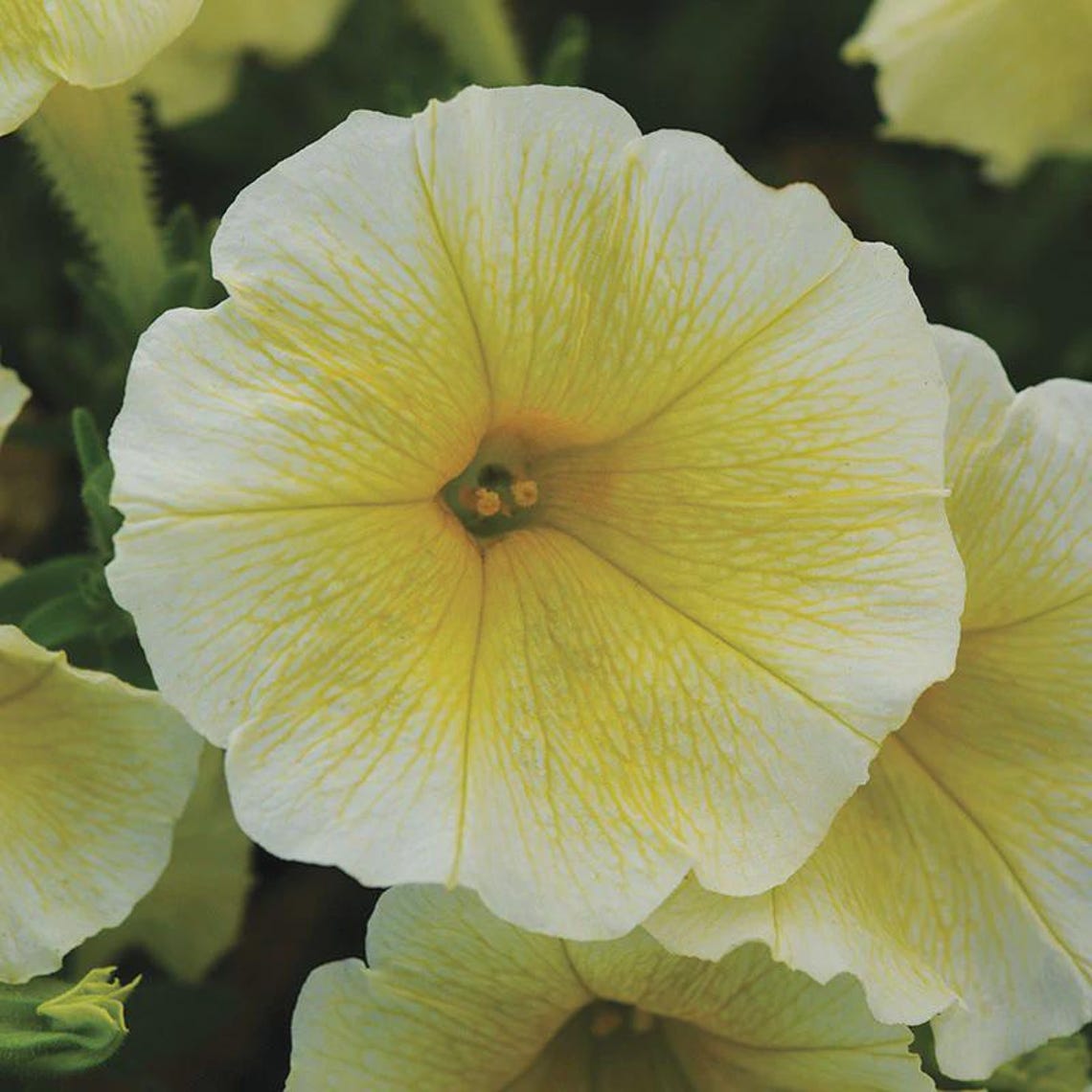 Petunia Easy Wave Yellow PELLETED UNTREATED - Etsy