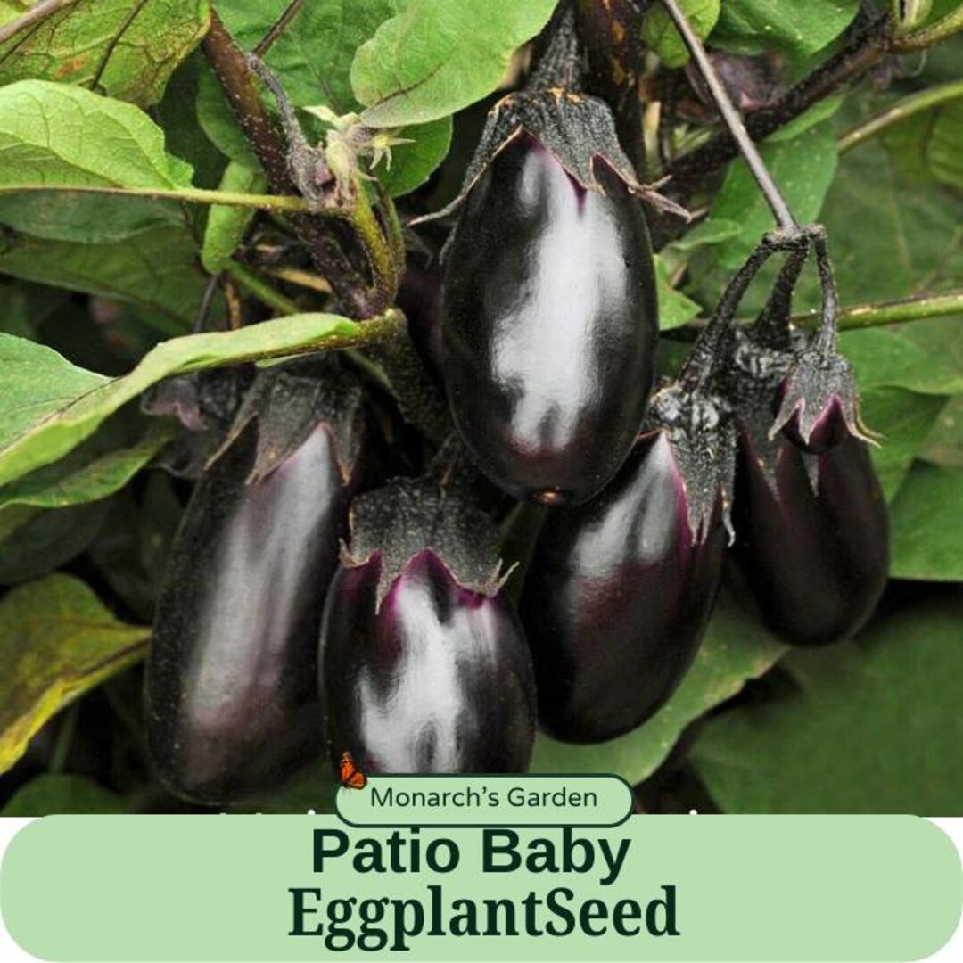Eggplant Patio Baby Seeds U S A SELLER - Etsy