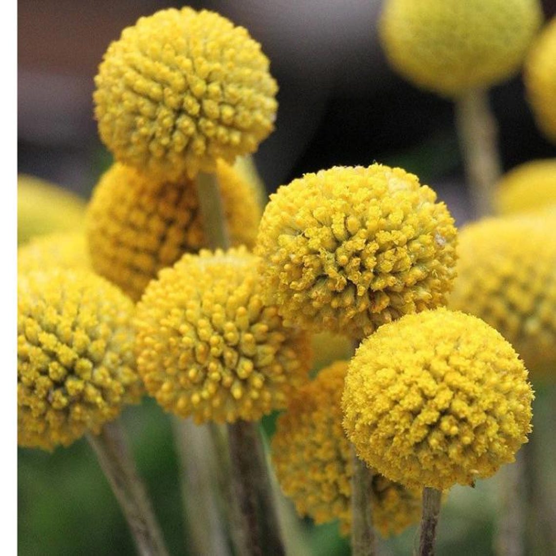 Craspedia Globosa Seeds Billy Buttons Drumsticks - Etsy