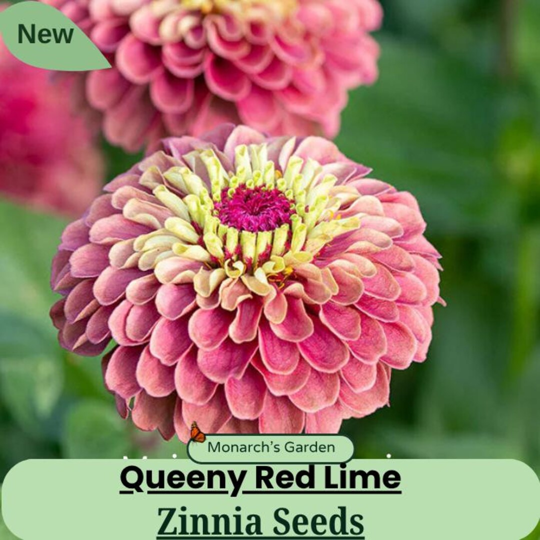 Queen Lime Red Zinnia Seed 20 Seeds Package. - Etsy