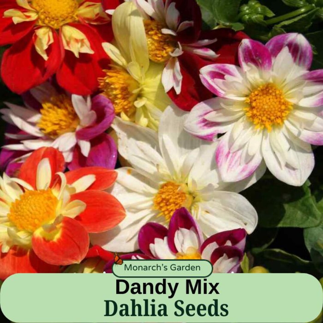 Dahlia Seed Dandy Mix - Etsy