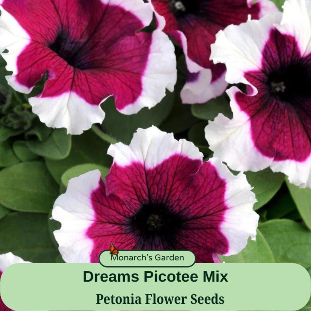 Heirloom Petunia Dreams Picotee Burgundy Seeds 50 Petunias Flower Seeds ...