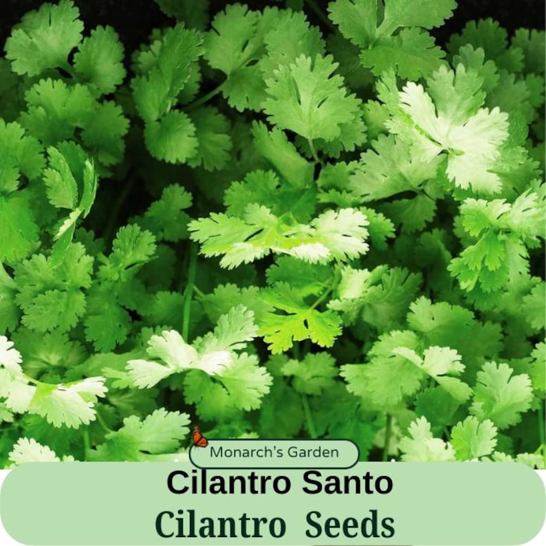 Organic Cilantro Santo Seeds U S A SELLER - Etsy
