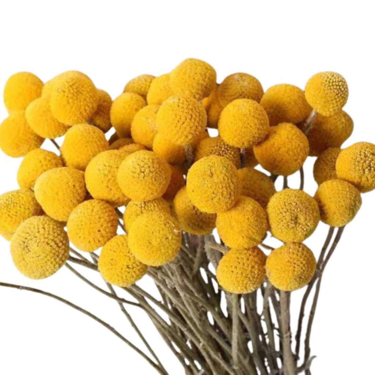 Craspedia Globosa Seeds Billy Buttons Drumsticks - Etsy