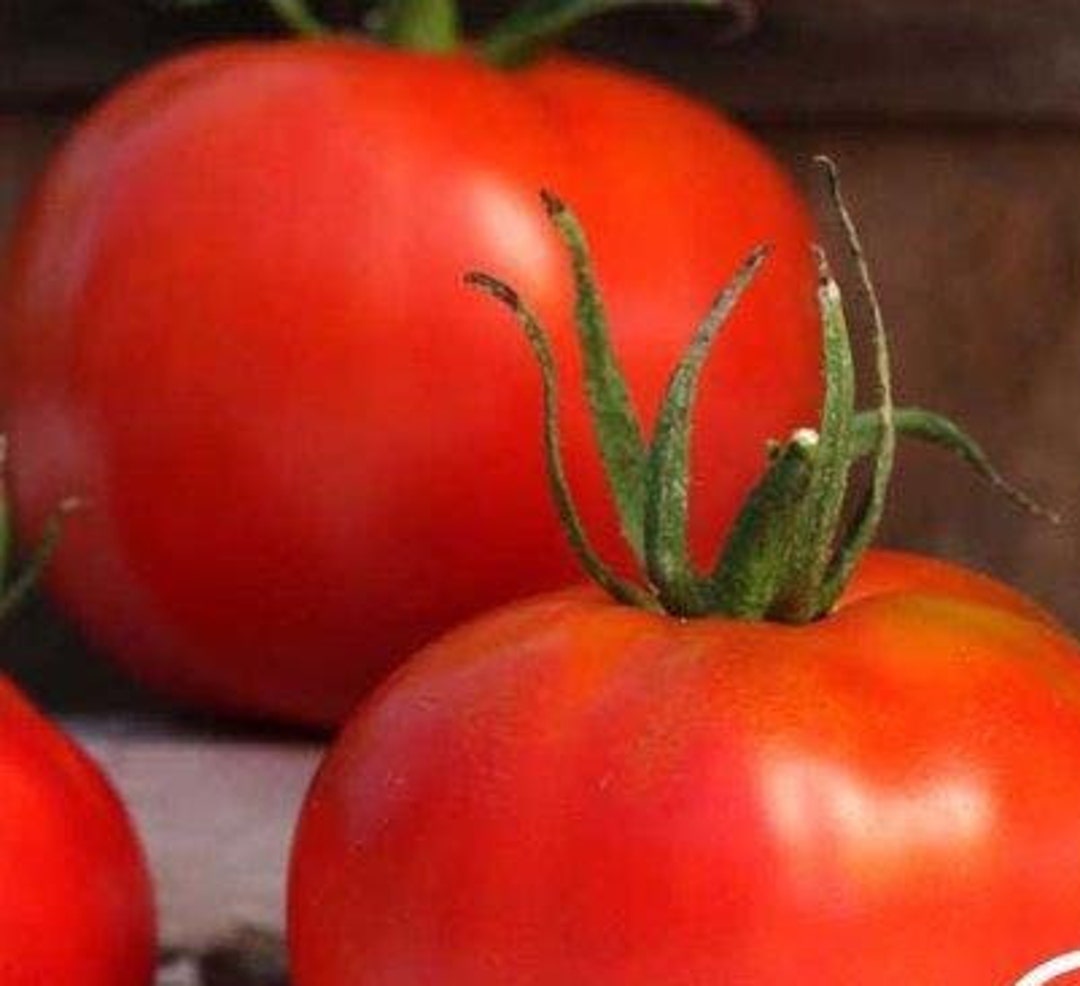 Marglobe Tomato Seeds - Heirloom, Determinate, Non-gmo - Etsy