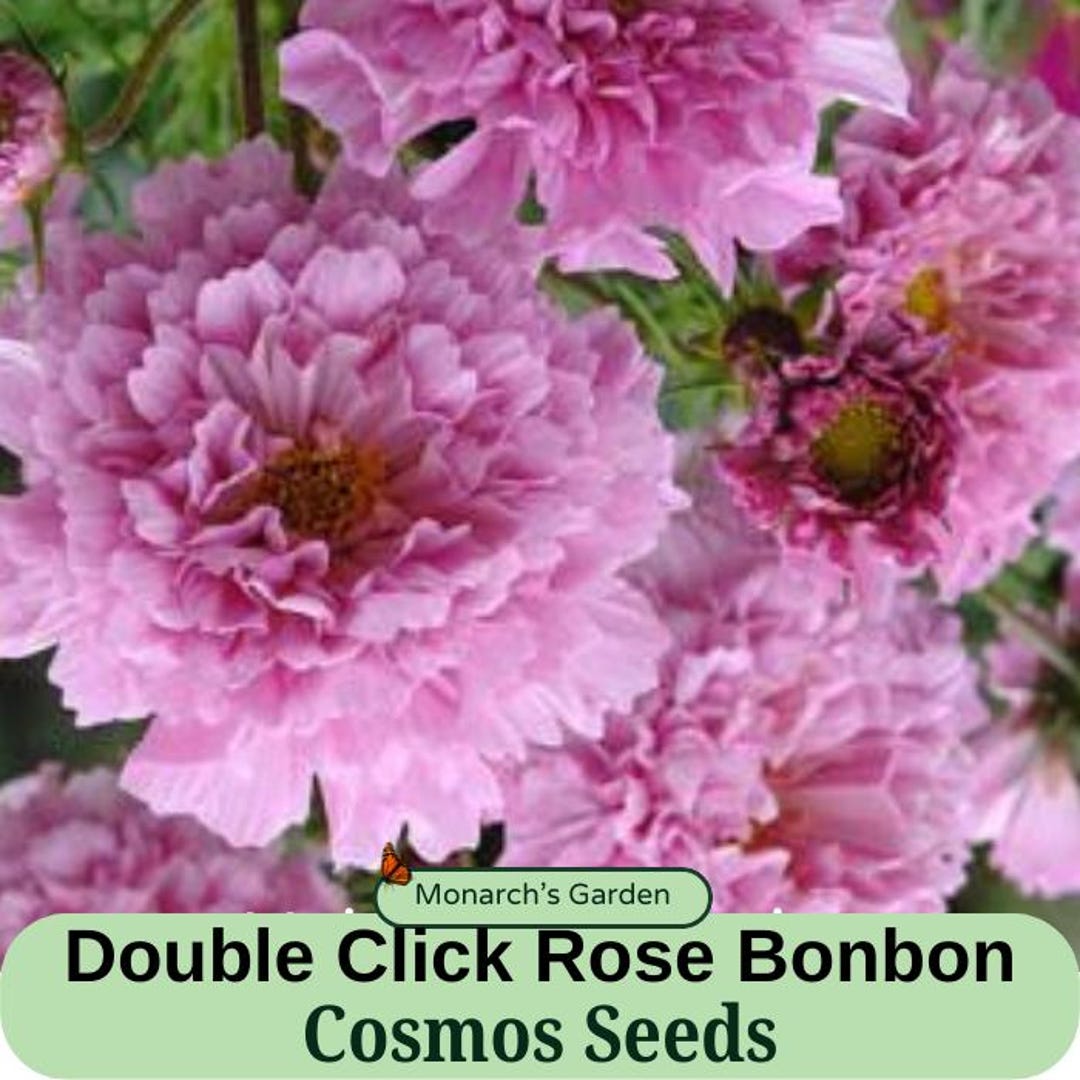Cosmos Double Click Rose Bonbon Seeds - Etsy