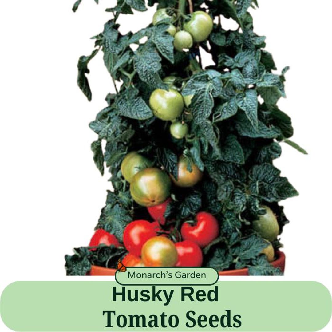 Tomato Husky Red Seeds Tomato Seeds Open Pollinated USA SELLER - Etsy