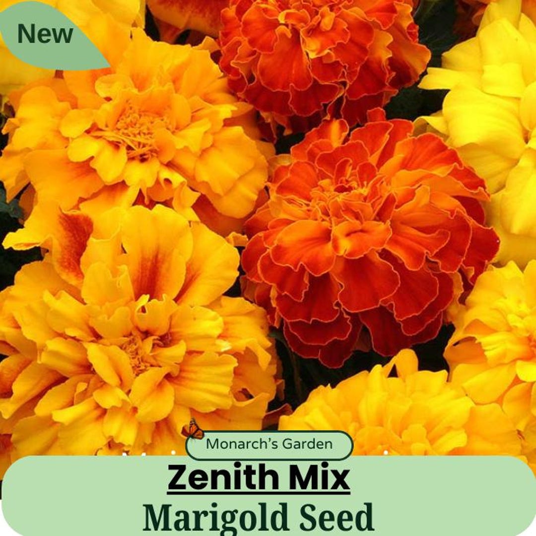 Heirloom French Marigold Seed Zenith Mix Seeds - Etsy