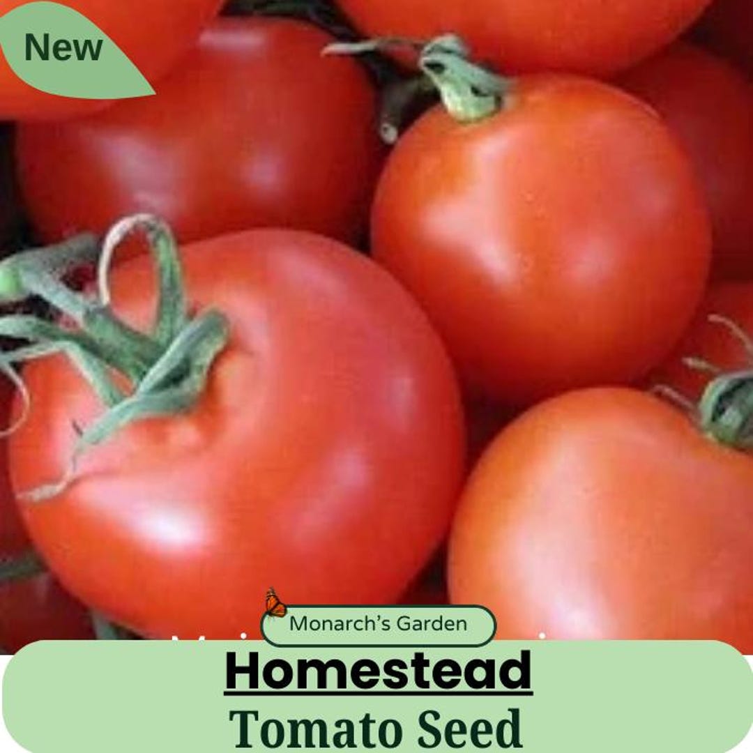 Heirloom Tomato Seeds - Homestead Tomato Seeds -open Pollinated - USA ...