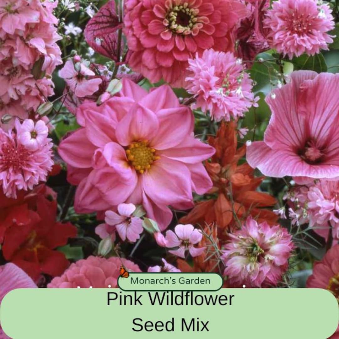 Bulk Pink Flower Seeds Best Gift for Gardening Lovers - Etsy