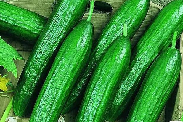 Lebanese/persian Cucumber Seeds - Beit Alpha Cucumber Seeds Vegtable ...