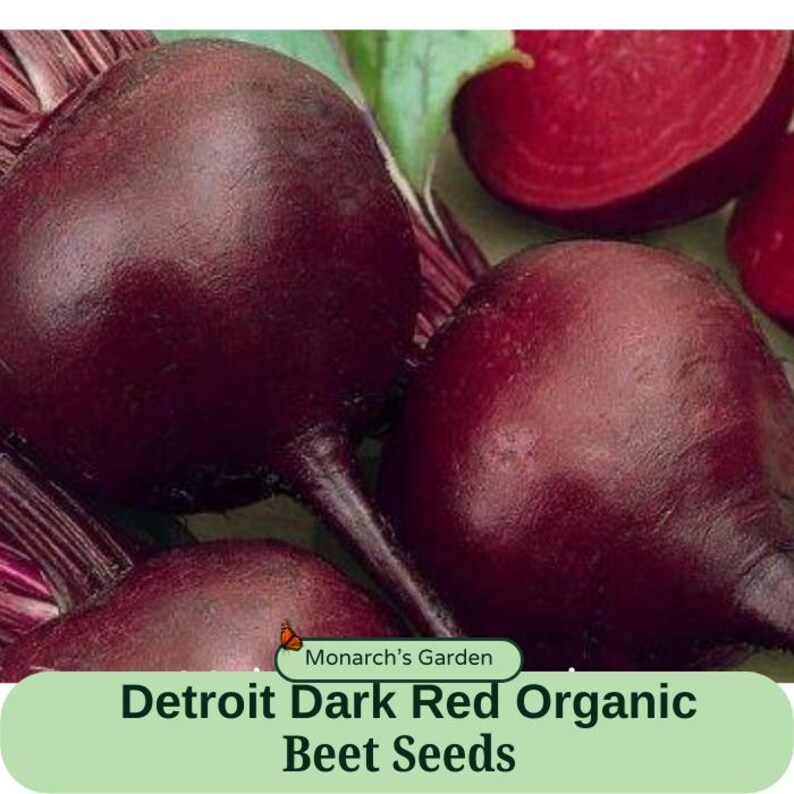 Organic Detroit Dark Red Beet Seeds - Etsy