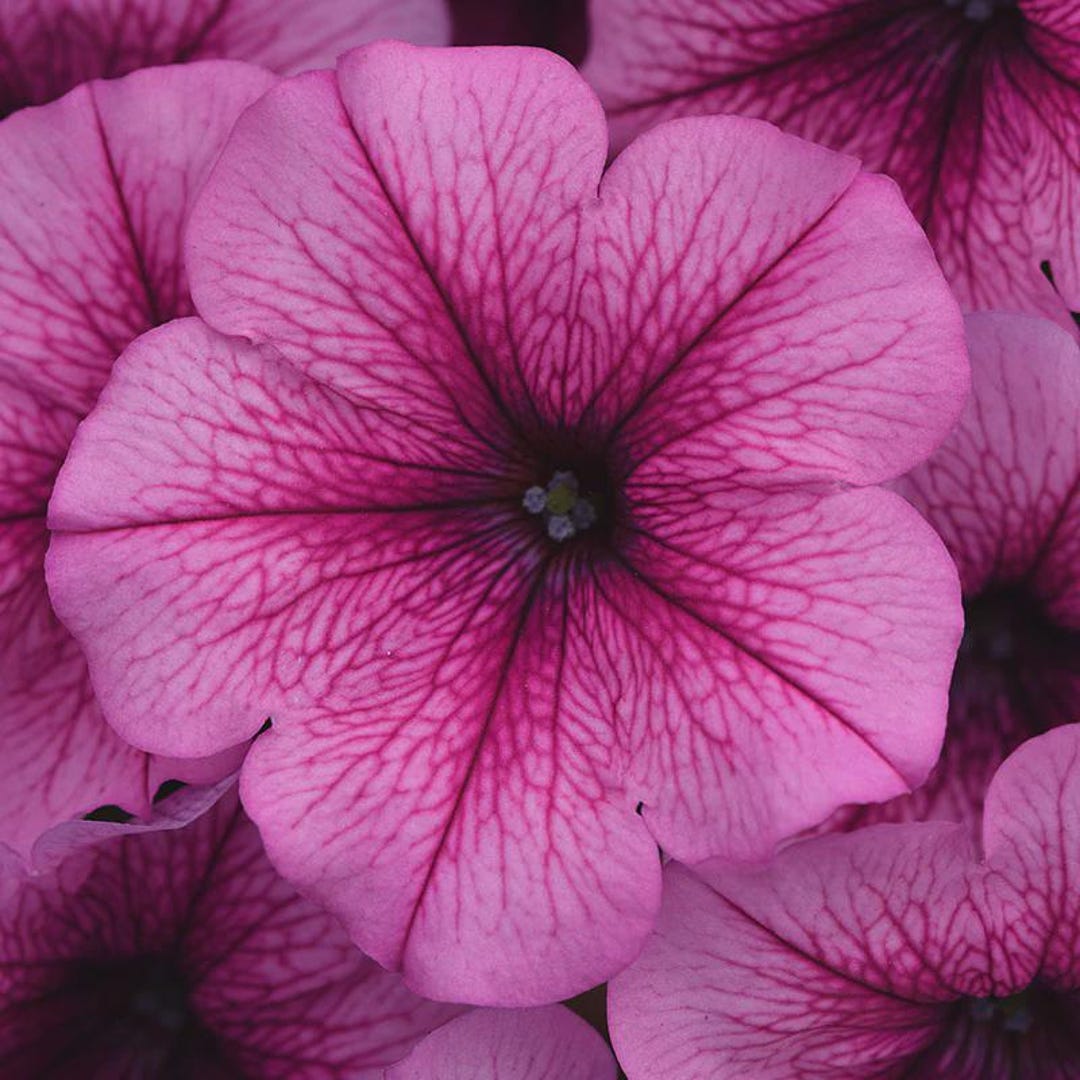 Petunia Easy Wave Pink Passion PELLETED UNTREATED - Etsy