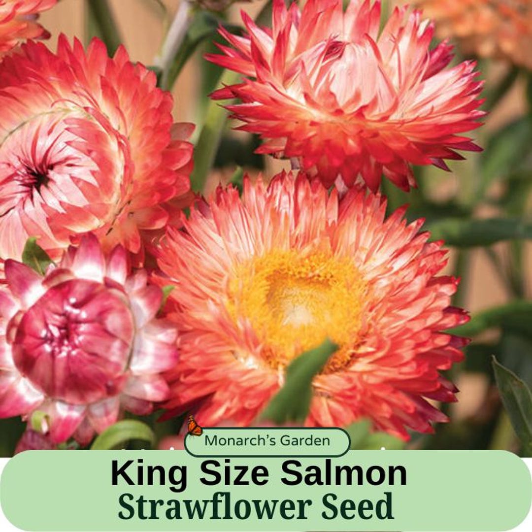 Strawflower Seeds King Size Salmon Strawflower Seed - Etsy