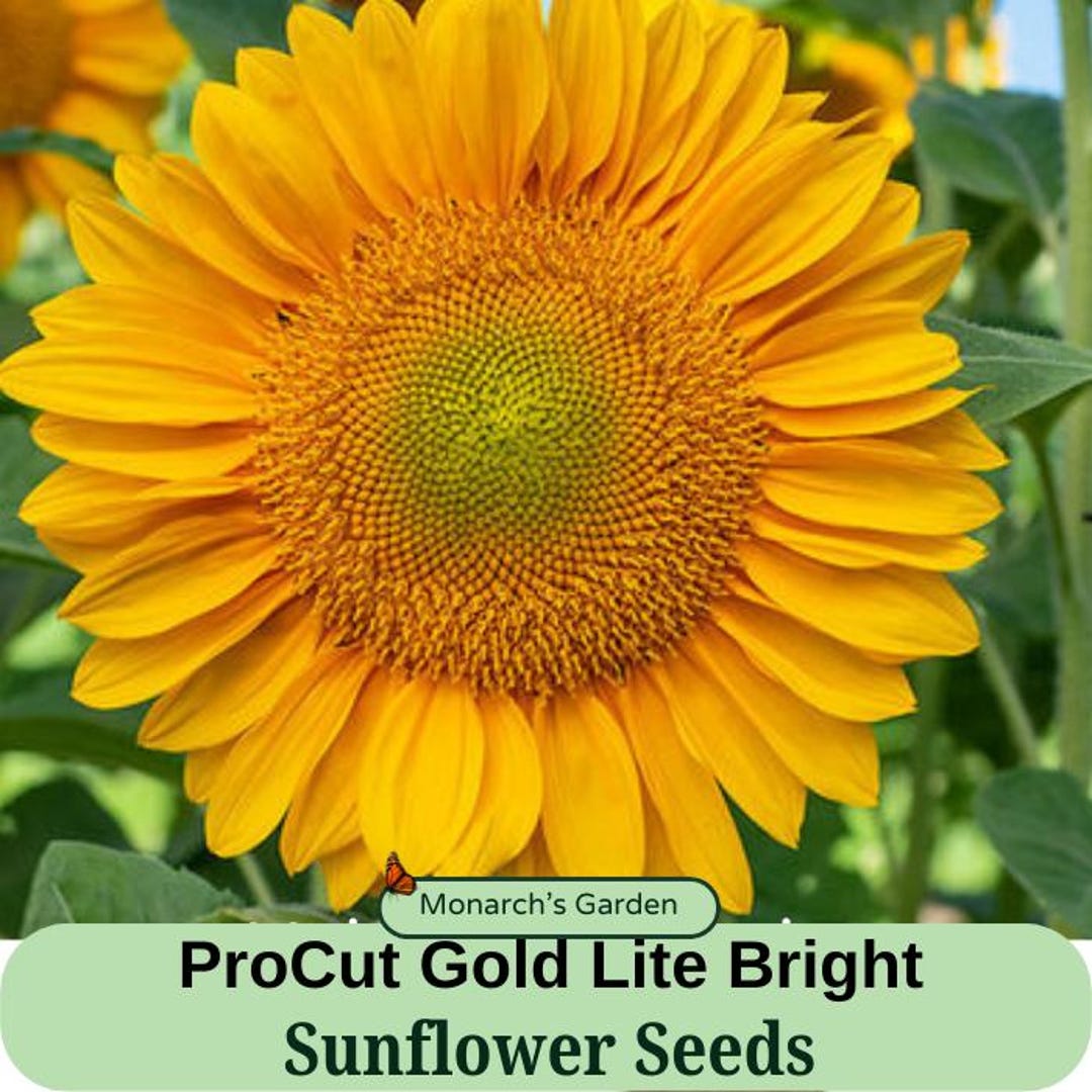 Sunflower Seeds Pro Cut Gold Lite Downy Mildew Resistance Sunflower ...