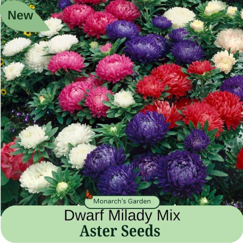 Aster Seeds Dwarf Milady Mix China Aster Seeds - Etsy