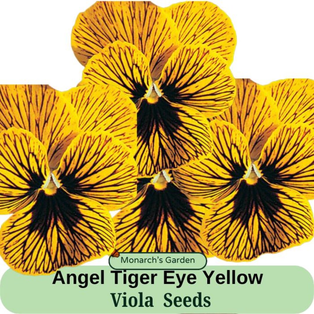 Viola Seeds Angel Tiger Eye Yellow Flower Seeds - Etsy