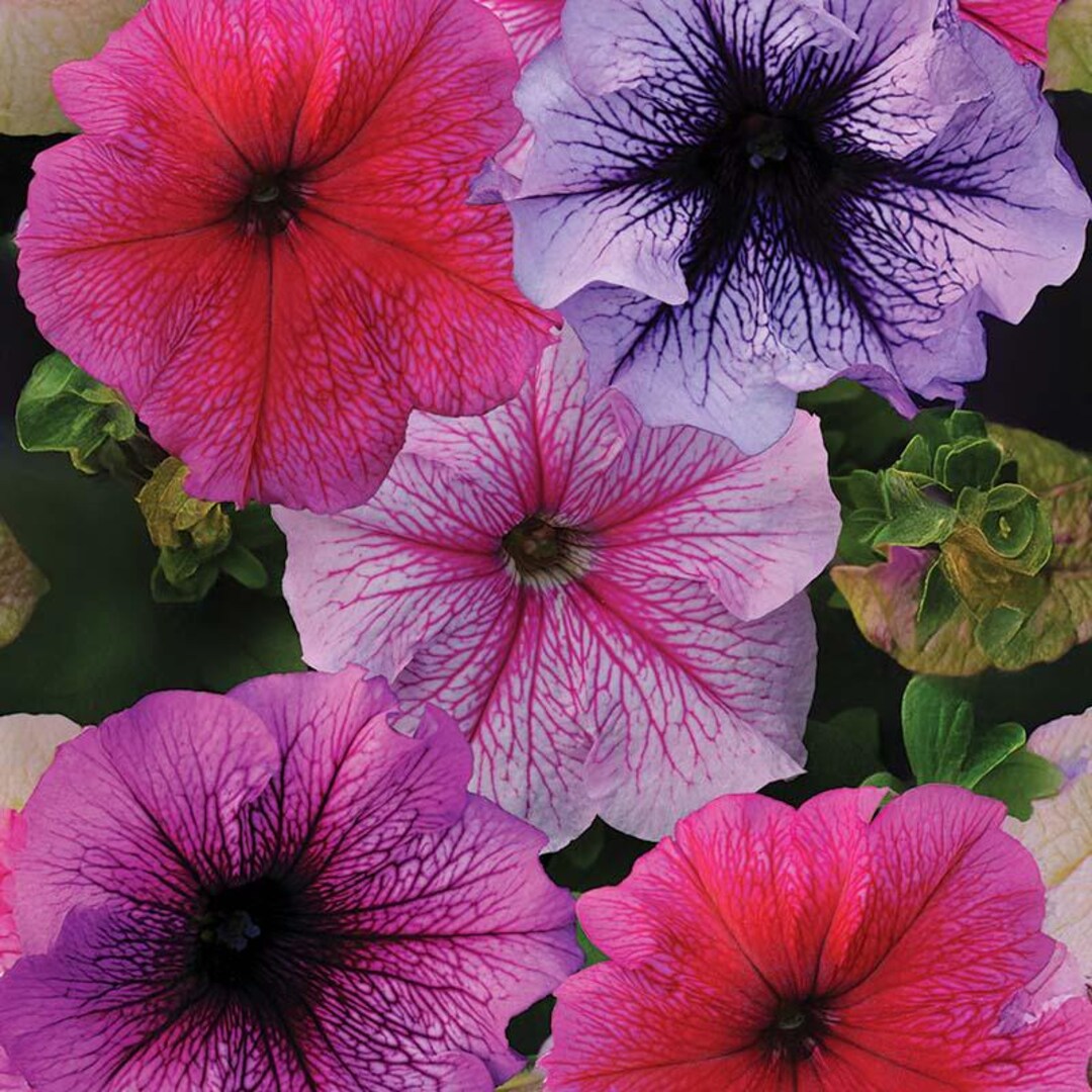 Petunia Daddy Mix Seeds - Etsy