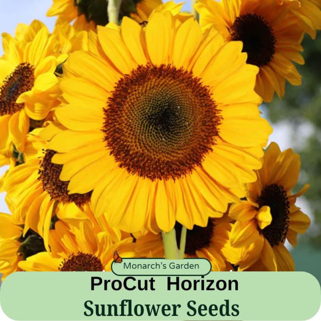 Sunflower Seeds Procut Horizon Upright Flowers Sunflower Seeds - Etsy