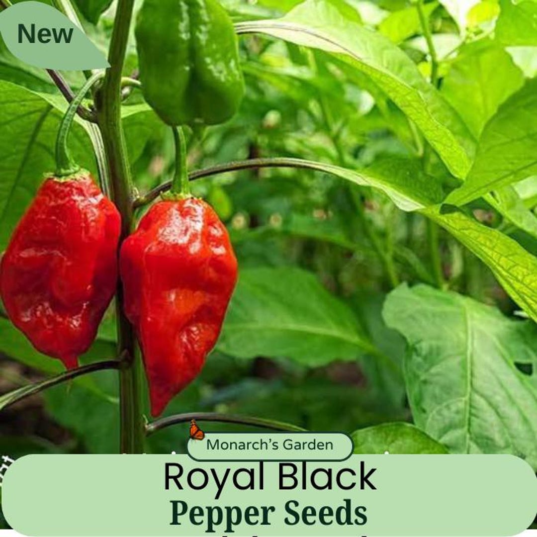 Bhut Jolokia Ghost Pepper Seeds,pepper Ghost Pepper Red Seed,capsium ...