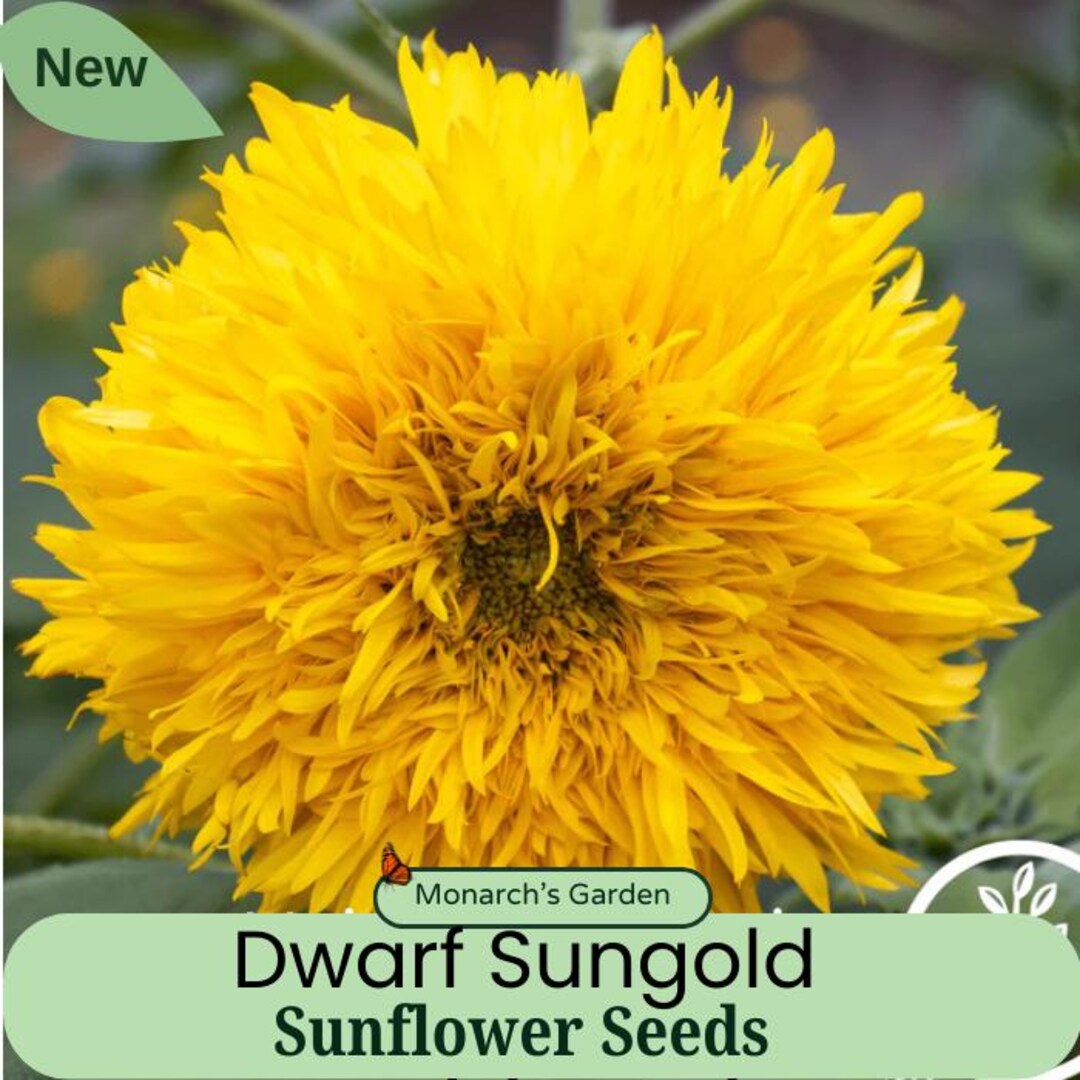 Dwarf Sungold Sunflower Seeds-flower Seeds, Dwarf Sunflower, Non GMO ...
