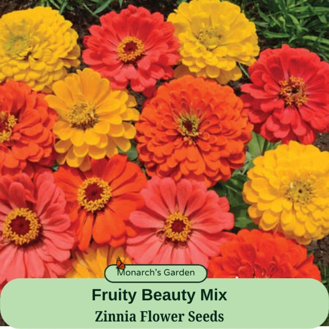 Zinnia Fruity Beauty Mix Seeds Wild Flower Seeds - Etsy
