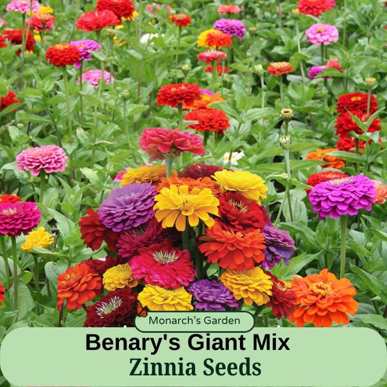 Zinnia Benary's Giant Mix Seed - Etsy