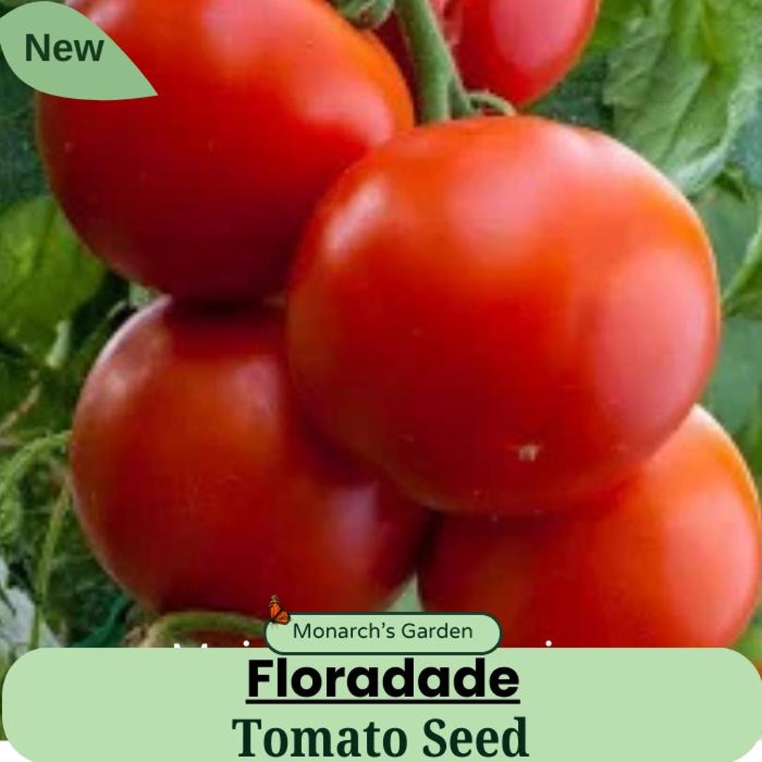 Floradade Tomato Seeds - HEAT TOLERANT Non-gmo Open-pollinated, Tomato ...