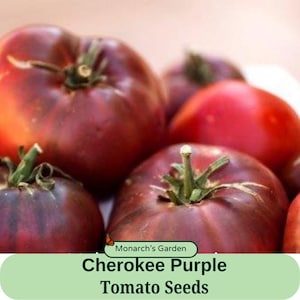 Cherokee Tan Pumpkin Seeds - Etsy