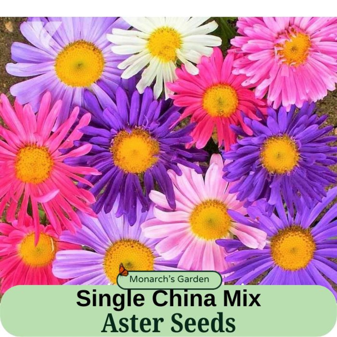 Heirloom Aster Seeds Single Rainbow Mix China Aster Seeds - Etsy