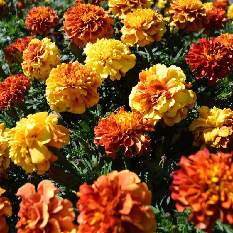 Heirloom Marigold New World Strawberry Blonde Seed 30 Seeds Package - Etsy