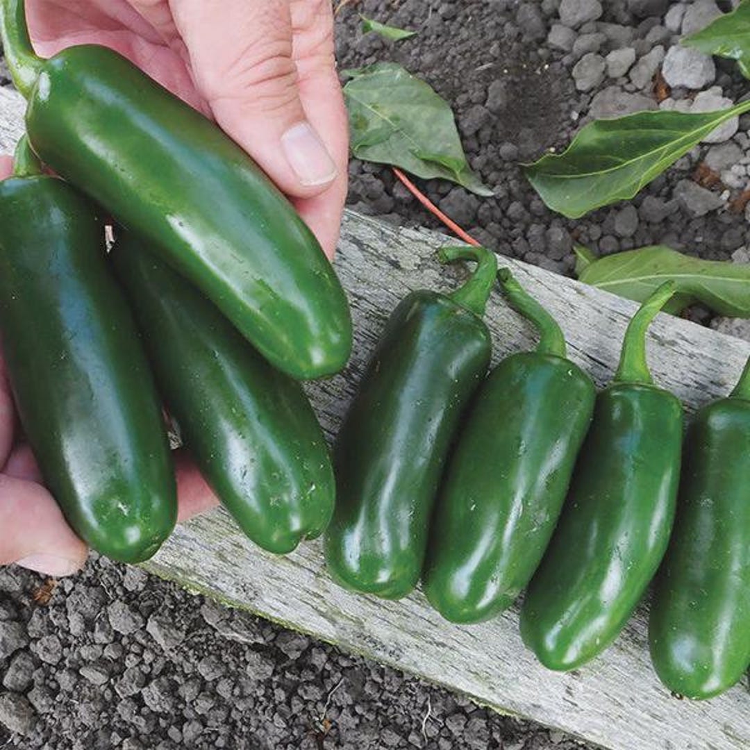 Raider Jalapeño Pepper Seeds - Etsy