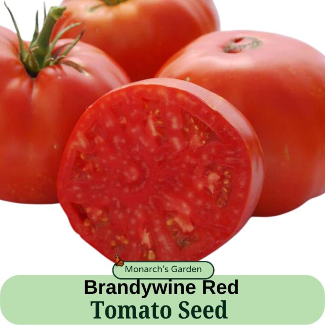 Heirloom Tomato Seeds Brandywine Red Seeds Open Pollinated USA SELLER ...