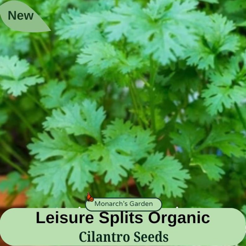Heirloom Organic Leisure Splits Cilantro Non-gmo Herb Garden Seeds - Etsy