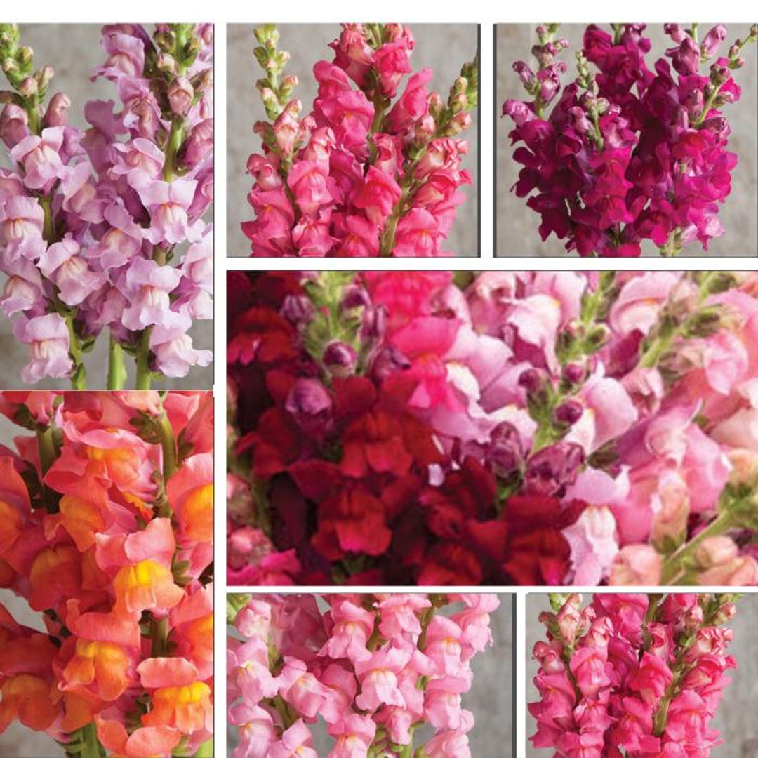 Snapdragon Royal Berry Mix Potomac Shades of Royal, Orange, Lavender ...