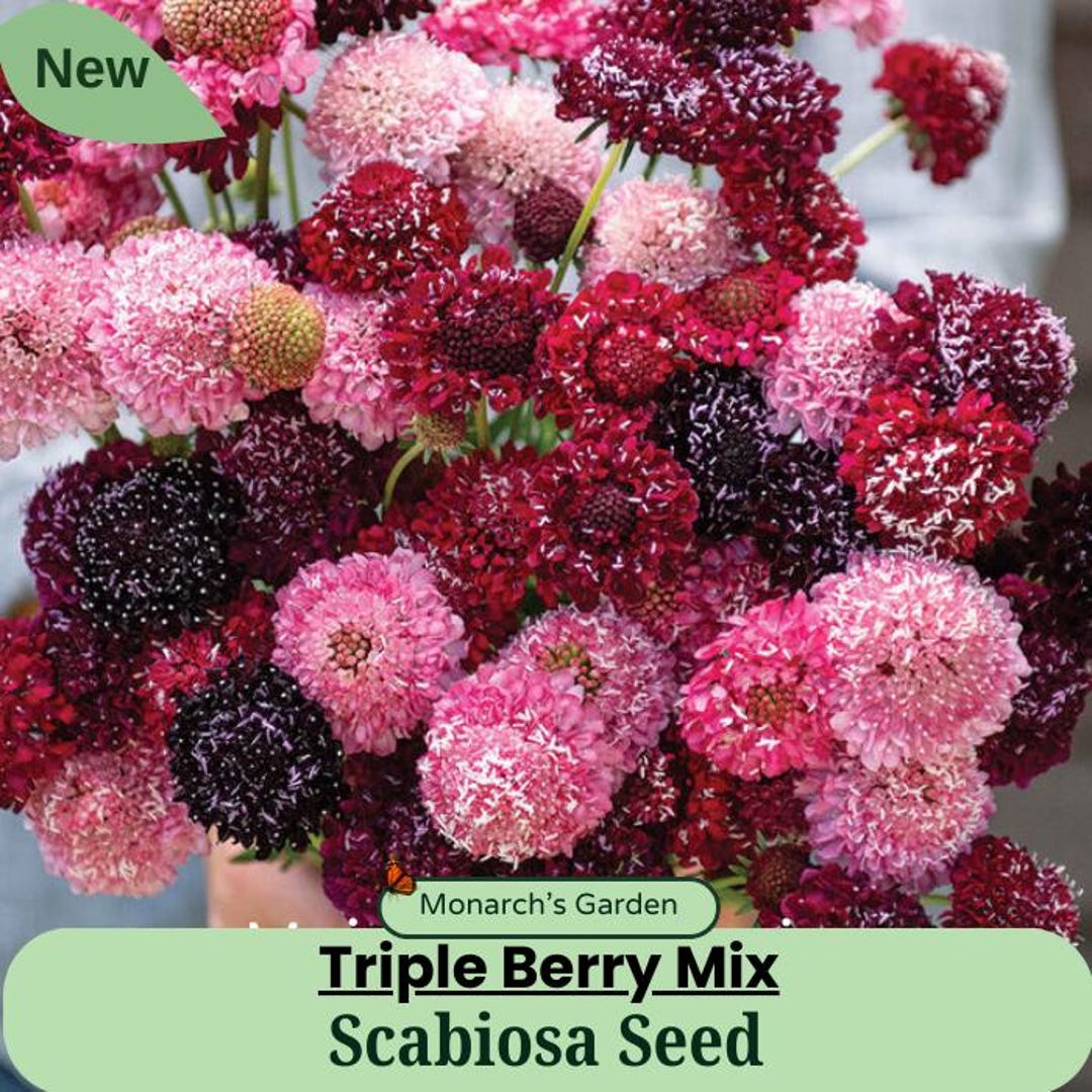 Triple Berry Mix Scabiosa Seed Triple Berry Mix - Etsy