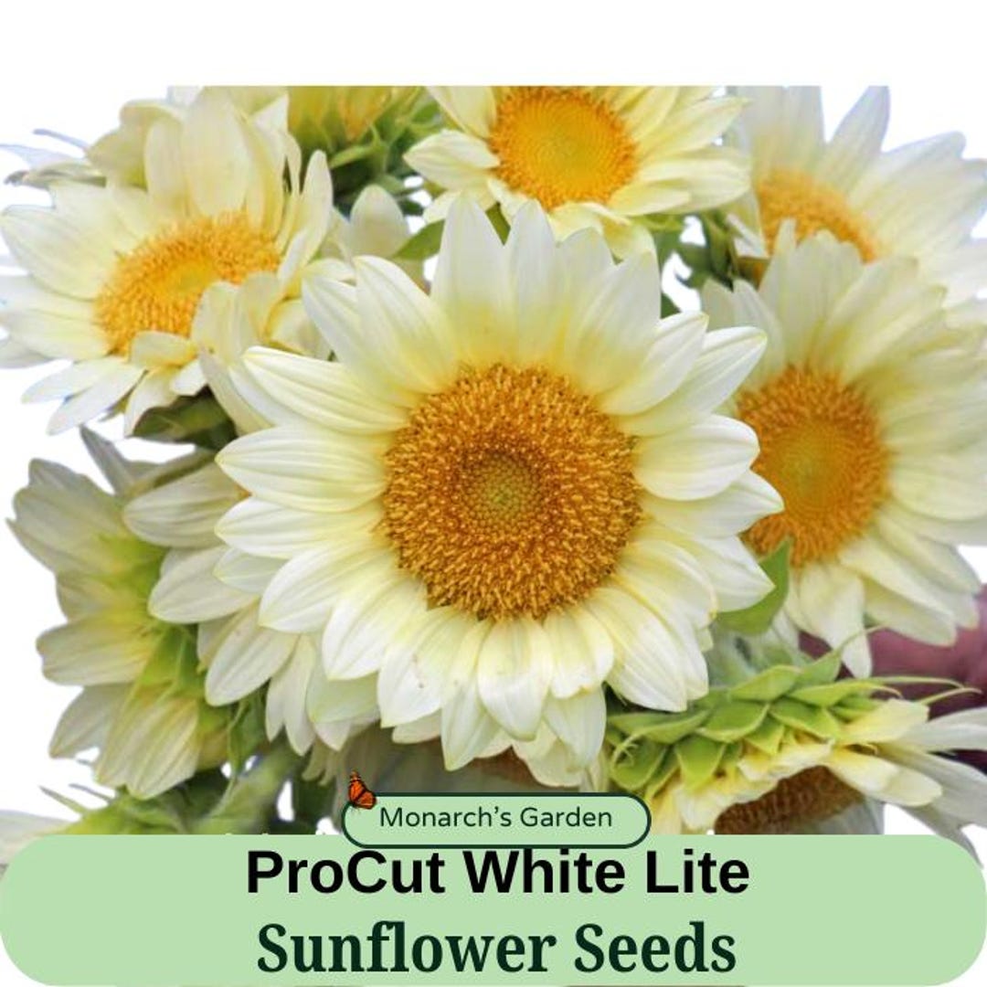 Procut White Lite Sunflower Seeds: Downy Mildew Resistant - Etsy