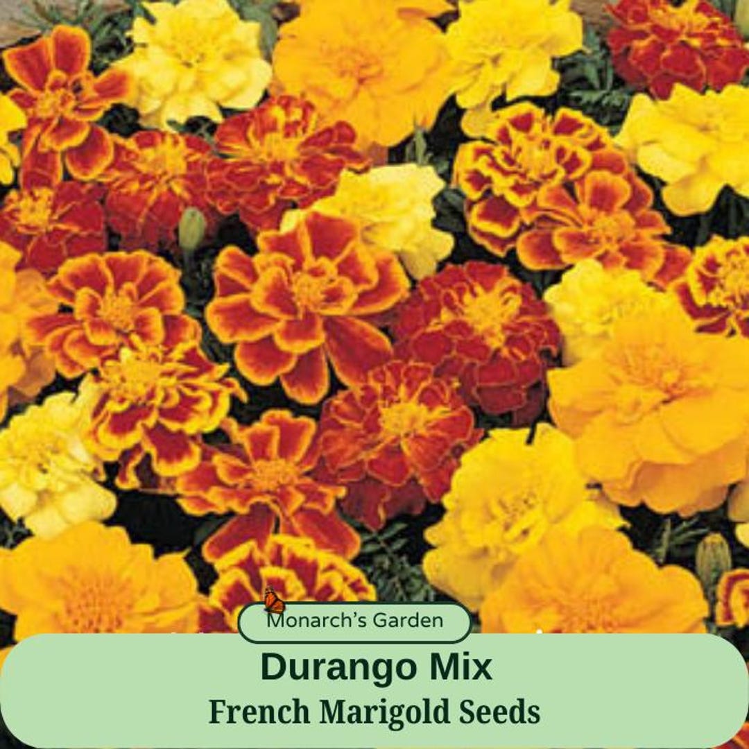 Heirloom Flower French Marigold Seed Durango Mix Flower Seeds ...