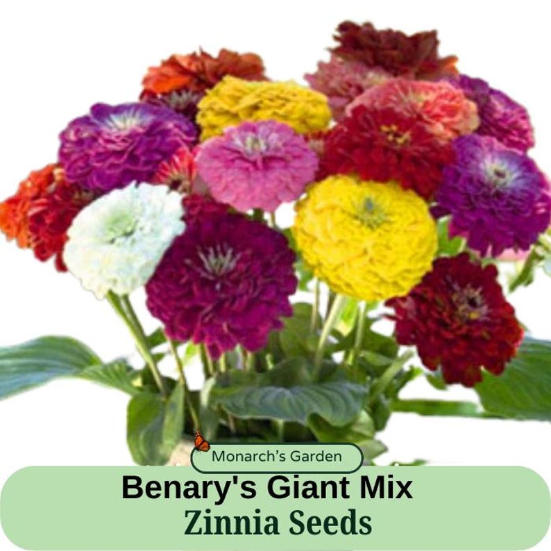 Zinnia Benary's Giant Mix Seed - Etsy
