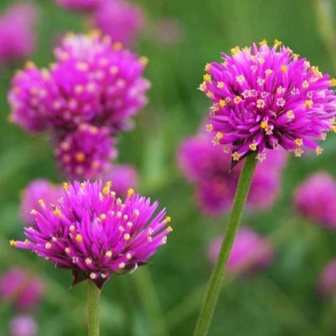 Gomphrena Fireworks Seed - Etsy
